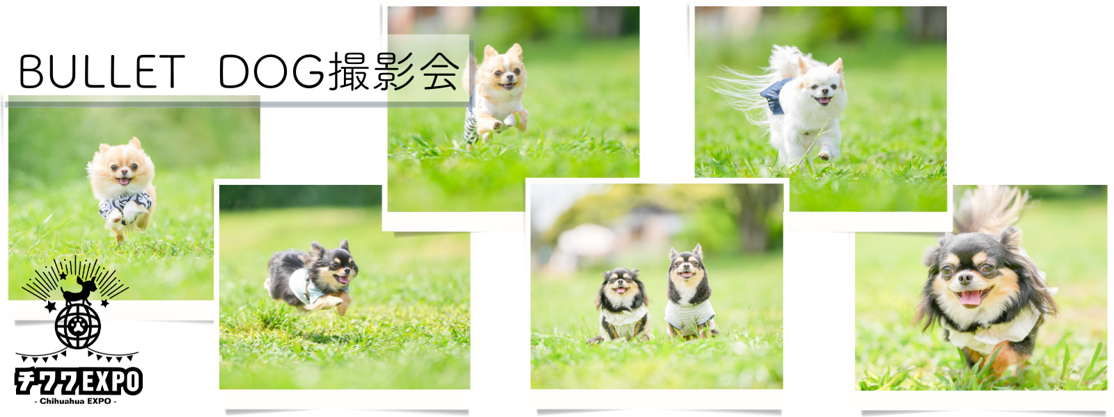 BULLET DOG撮影会 - チワワEXPO～チワワの祭典～